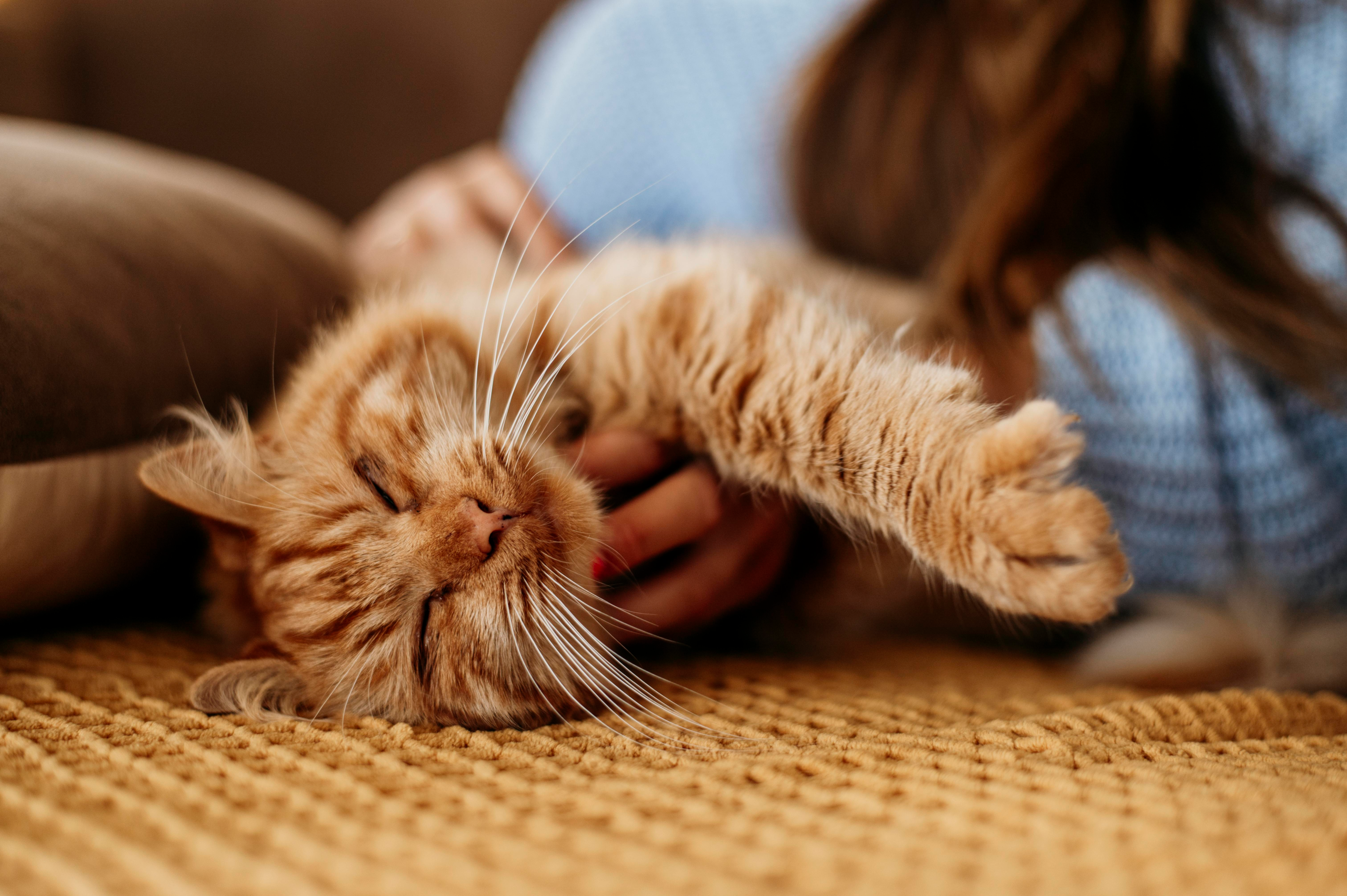 7 Reasons Why Your Cat Can be Clingy and Vocal – RexiPets